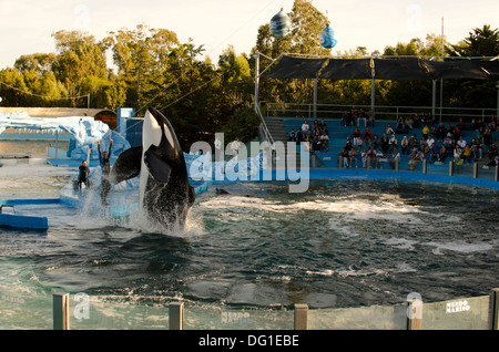 Killer whale show at Mundo Marino, San Clemente del Tuyu, Argentina ...
