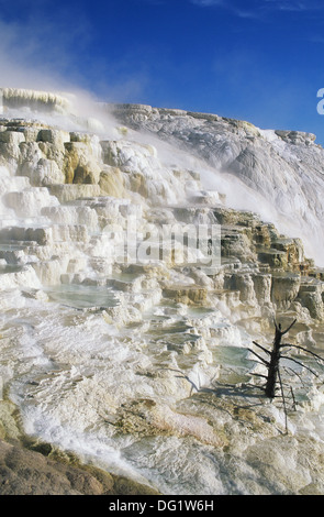 Mammoth Hot Springs in Yellowstone NP, USA Stock Photo - Alamy