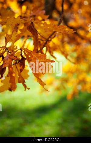 Colorful autumn trees on beautuful sunny day Stock Photo - Alamy