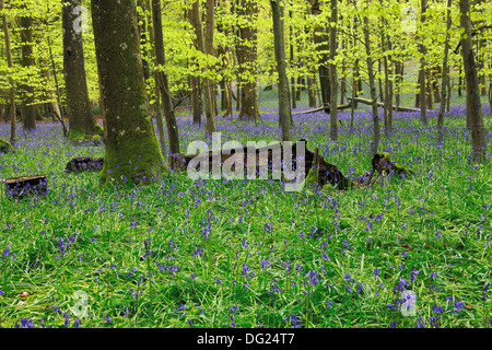 Spring in Coldwaltham Park Bluebells, Coldwaltham, West Sussex Stock ...