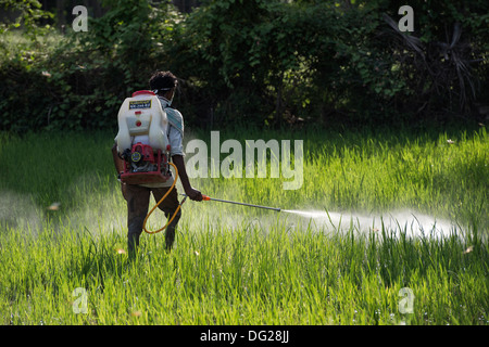 Indian man spraying a rice crop with pesticide. Andhra Pradesh, India ...