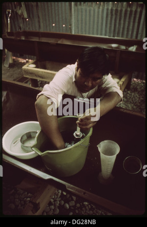 Ralph O'Neil, a Paiute Indian, is shown counting Cui-ui fish eggs ...