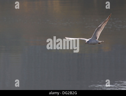 Common gull flying above river Stock Photo - Alamy