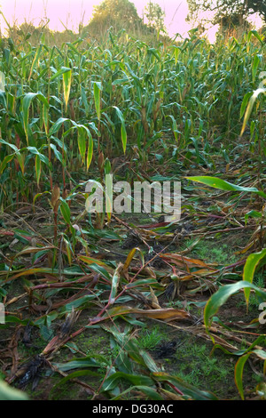 Damage to maize or corn crop caused by Stewarts wilt (Erwinia stewartii ...