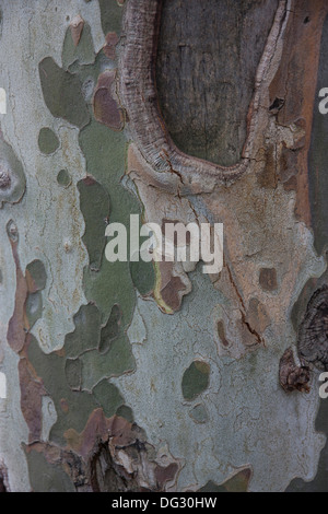 Tree trunk skin Stock Photo - Alamy