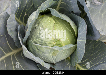 Cabbage head in a field Stock Photo - Alamy