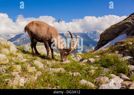 Big dominant Alpine ibex (Capra ibex) with huge horns standing in ...