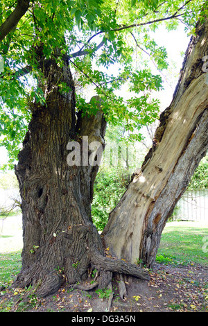 A tree split in half in the park in Marrakech Stock Photo: 62271083 - Alamy