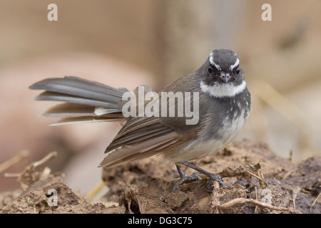 white-spotted fantail (rhipidura albicollis albogularis) at Gandhinagar ...
