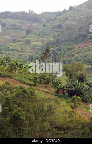 Rural Rwanda Land of 1000 Hills farms banana and hills with terracing ...