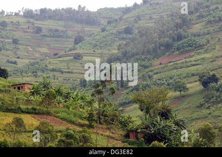 Rural Rwanda Land of 1000 Hills farms banana and hills with terracing ...