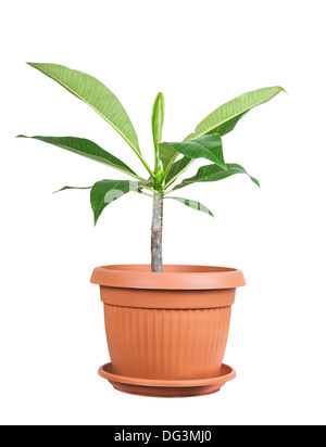 frangipani growing on a tree Stock Photo - Alamy