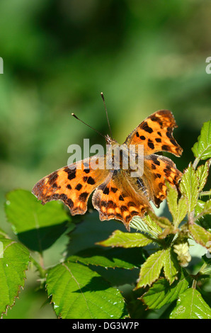 Comma butterfly, UK Stock Photo - Alamy