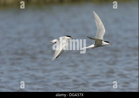 Common Tern (Sterna hirundo) pair standing on stump in water with wings ...