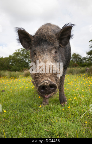 Wild Boar; Sus scrofa; Captive; UK Stock Photo - Alamy