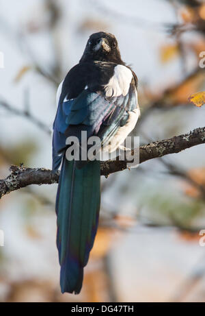 Magpie, Norway, Troms, Troms?, Troms?, birds, magpie, Pica pica, plants ...