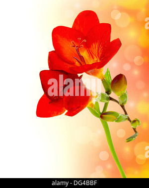 Flowers and nature spring bokeh background reflection in water Stock ...