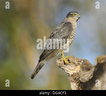 A sparrowhawk (Accipiter nisus) perched on a fence post of a garden ...