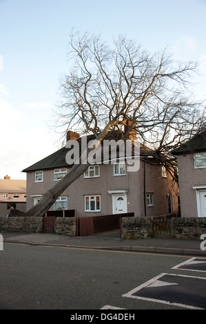 Huge Large Tree Fallen Crashed on to house in storm damaging roof ...