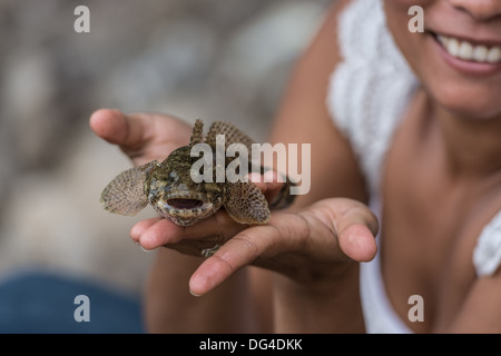 Giant Goby - Gobius cobitis Stock Photo - Alamy