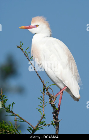 Closeup of a Cattle egret,a white wading bird with a yellowish bill and ...
