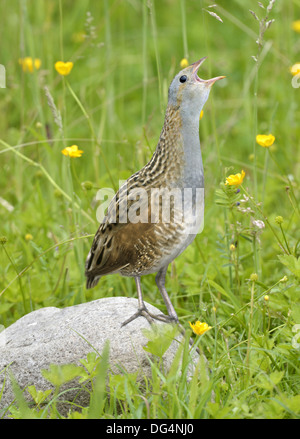 Corncrake Crex crex Stock Photo - Alamy