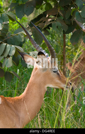 Male Impala (Aepyceros melampus), Akagera National Park, Rwanda Stock ...