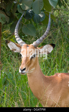 Male Impala (Aepyceros melampus), Akagera National Park, Rwanda Stock ...