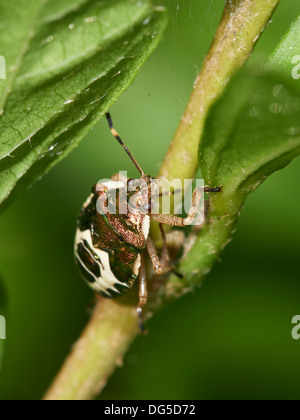 Shield Bug (Troilus luridus), nymph Stock Photo - Alamy