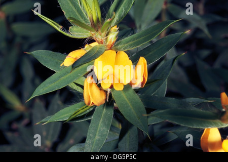 South Australian Native Yellow / Splendid Bush-pea [Bush Pea]- Pultenea ...