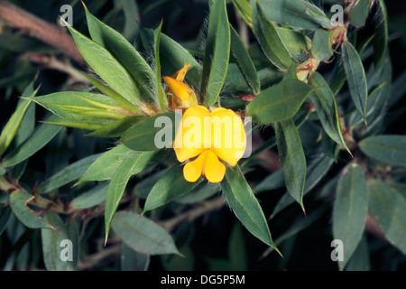 Yellow flowers of an Australian native pea Stock Photo - Alamy