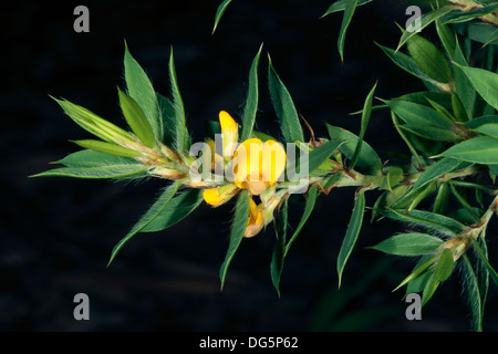 South Australian Native Yellow / Splendid Bush-pea [Bush Pea]- Pultenea ...