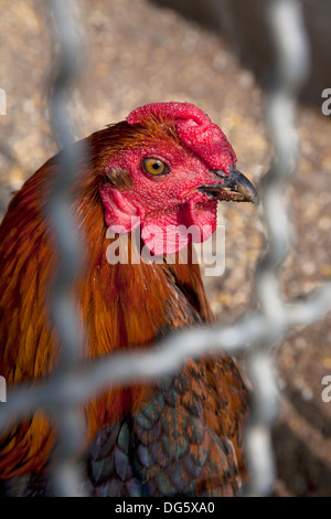head shot of hen in pen, Barcelona, Spain Stock Photo - Alamy