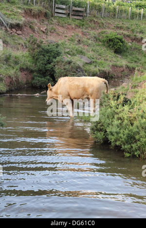 Cow standing in a stream Stock Photo: 57959376 - Alamy