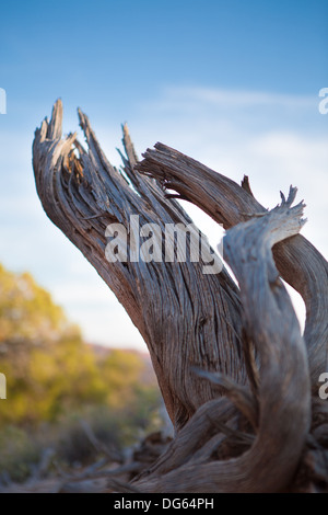 Dead Tree Branch Arches National Park Moab Utah Stock Photo - Alamy