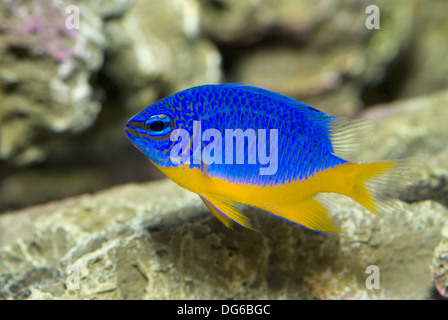 Yellow-dipped damsel (Chrysiptera hemicyanea), azure demoiselle, yellow ...