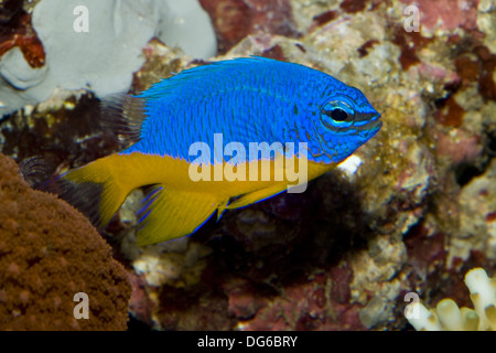 Yellow-dipped damsel (Chrysiptera hemicyanea), azure demoiselle, yellow ...