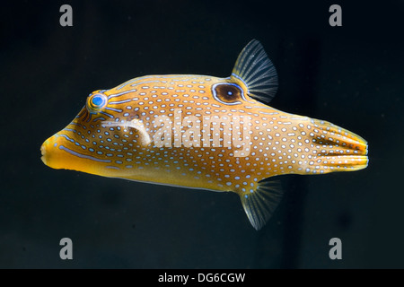 Spotted Toby Canthigaster solandri, Tetraodontidae Stock Photo - Alamy