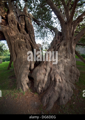 Ancient yew tree. Split in half by lightening hundreds (if not Stock ...