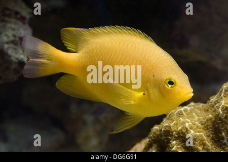 Lemon damsel, Yellow damsel [Pomacentrus moluccensis]. West Papua ...