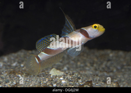 filament-finned prawn-goby, stonogobiops nematodes Stock Photo - Alamy