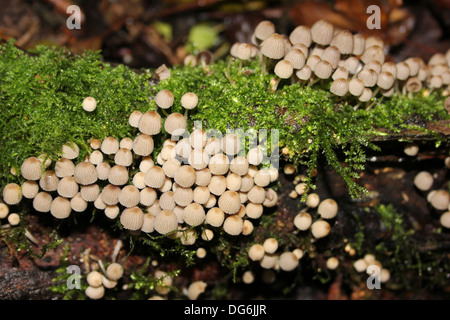 Coprinellus disseminatus (Fairies Bonnets), Coprinellus disseminatus is ...