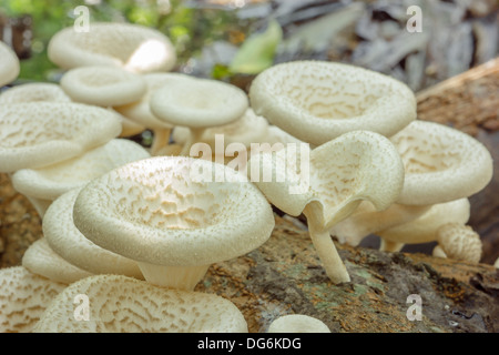Mango tree stump Stock Photo - Alamy