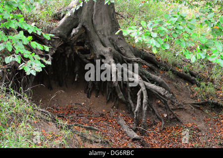 roots of tree exposed by soil erosion andean highland peru Stock Photo ...