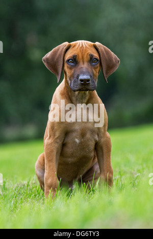 Rhodesian Ridgeback puppy sitting on blanket outside in flower garden ...