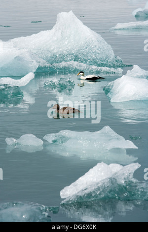 Common Eider - male swimming Somateria mollissima Merakkasletta ...