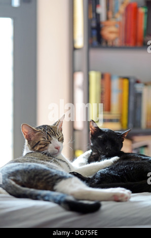 Two cats playing, cleaning and interacting at home Stock Photo - Alamy