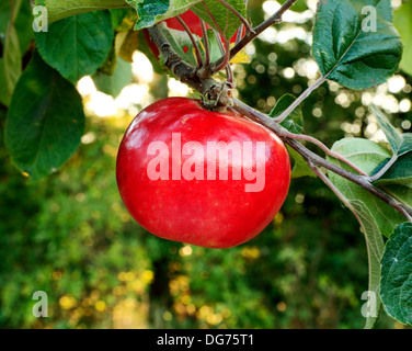Apple 'Red Victoria', culinary variety, malus domesrica, apples, fruit ...