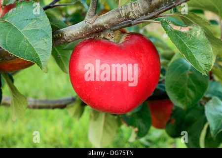 Apple 'Harling Hero', malus domestica, apples variety varieties growing ...