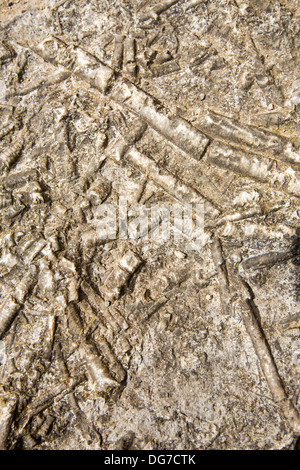 Salthill Quarry nature reserve in Clitheroe, Lancashire, UK Stock Photo ...